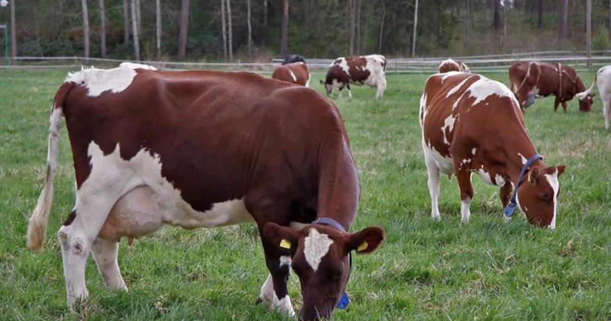NKJ Mastitis network | Ruminant Health | University of Helsinki