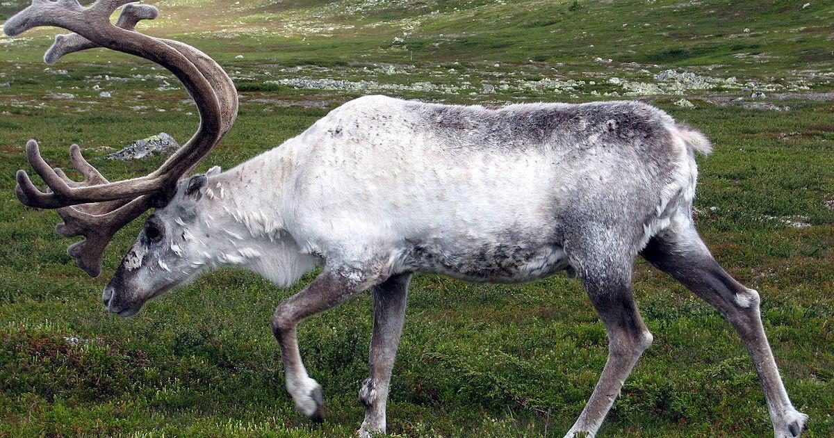 Pain and sickness behaviours, health and welfare | Research centre for ...