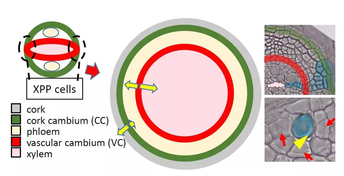 Vascular Cambium Definition
