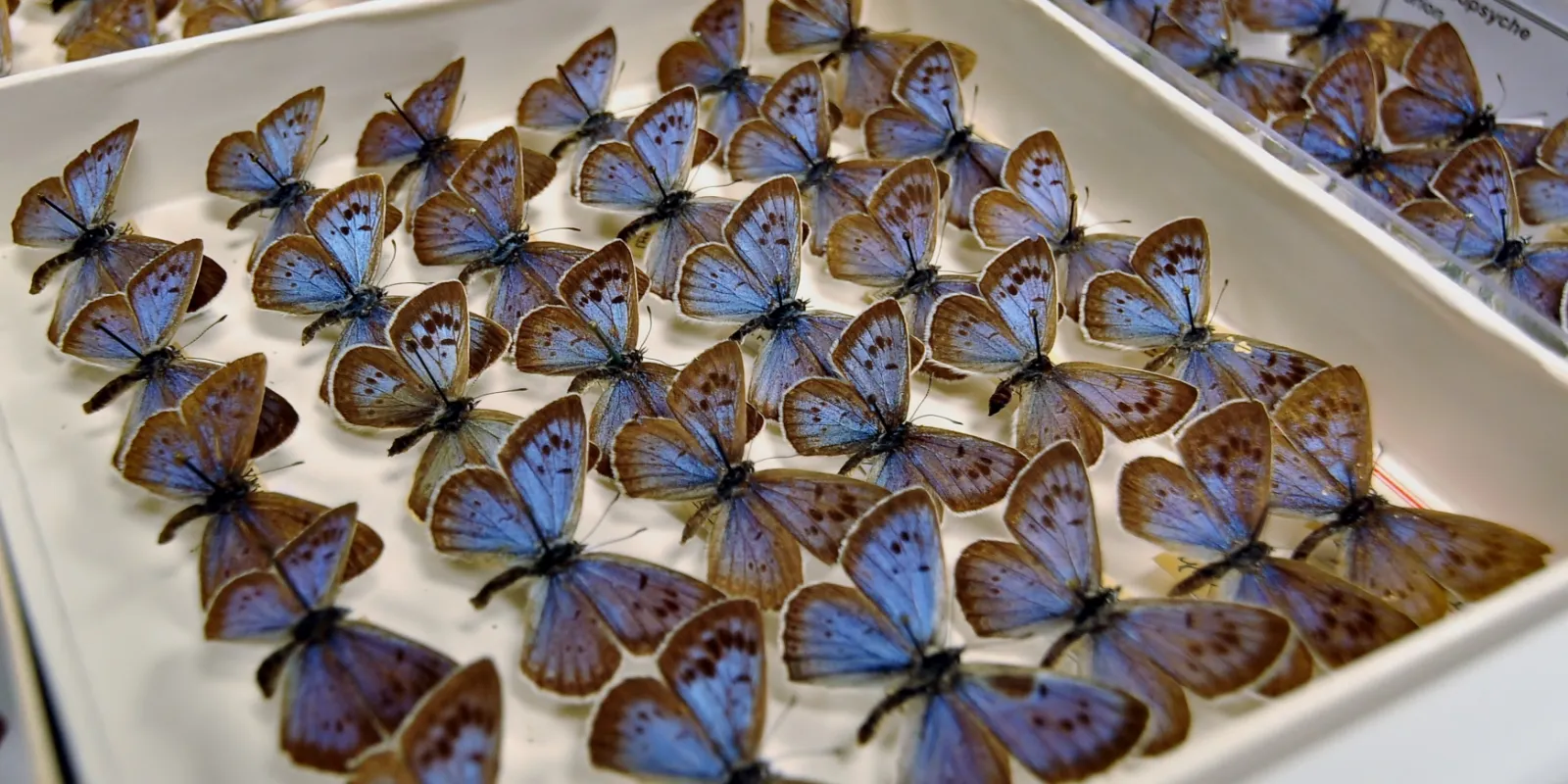 zoological collection