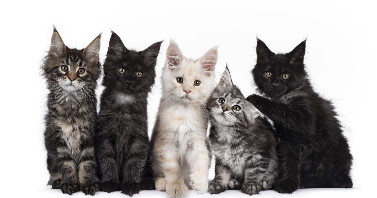 Cat research provides new insights into our furry friends | University ...