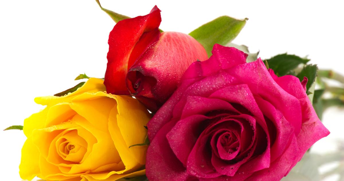 Faculty of Agriculture and Forestry awards in 2023 to Department of ...