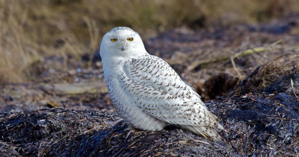 Tunturipöllö ja kuningaskalastaja ovat Suomen hurmaavimmat linnut ...