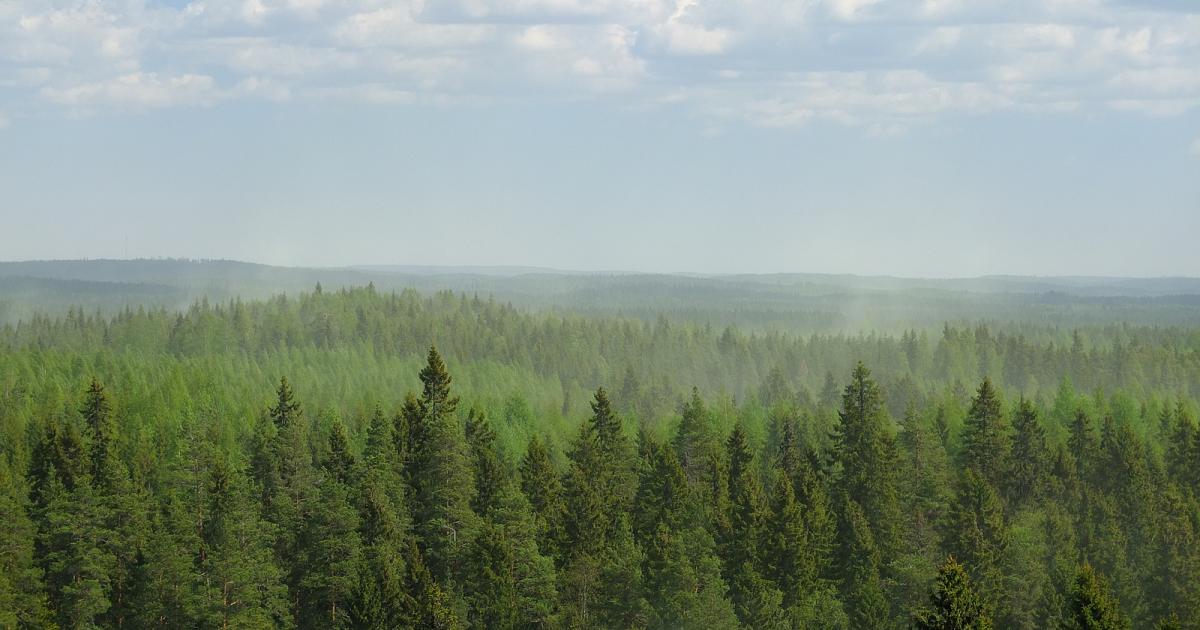 Paper Highlight: Anomalous COS emission from a boreal forest ...