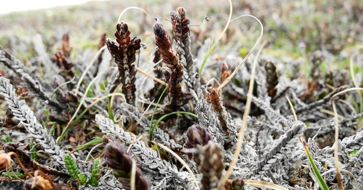 A new era of extreme weather events in the Arctic | Faculty of Science ...