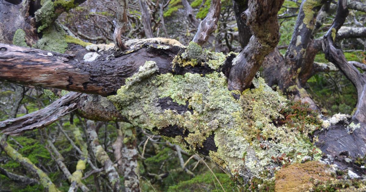 Mycology and Bryology | University of Helsinki