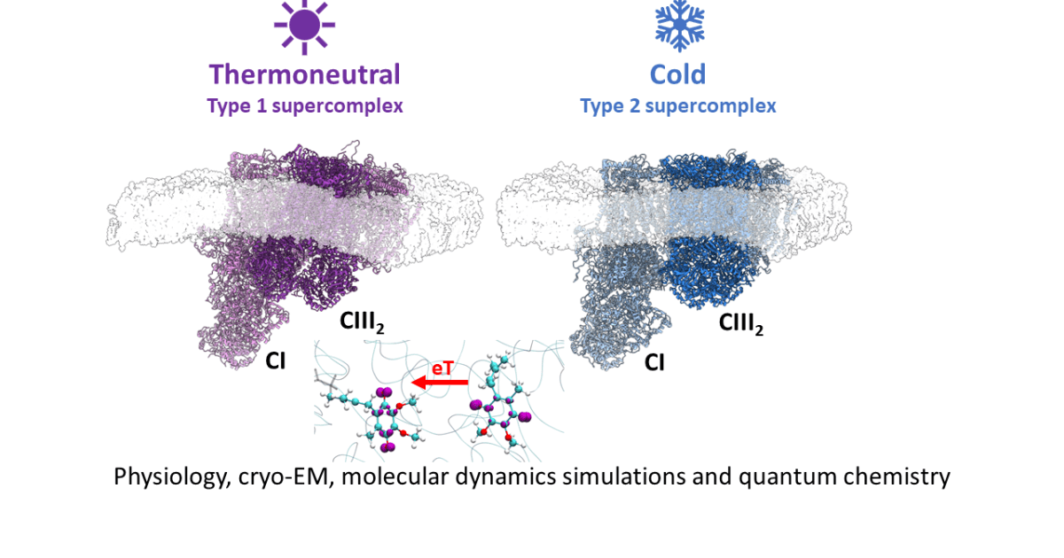 How cold adaptation works in brown adipose tissue? | Faculty of Science ...