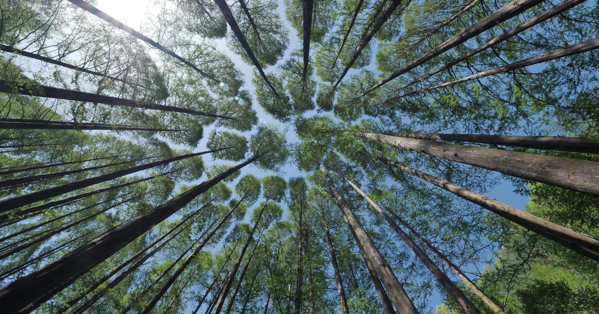 Forest Structure and Dynamics | University of Helsinki