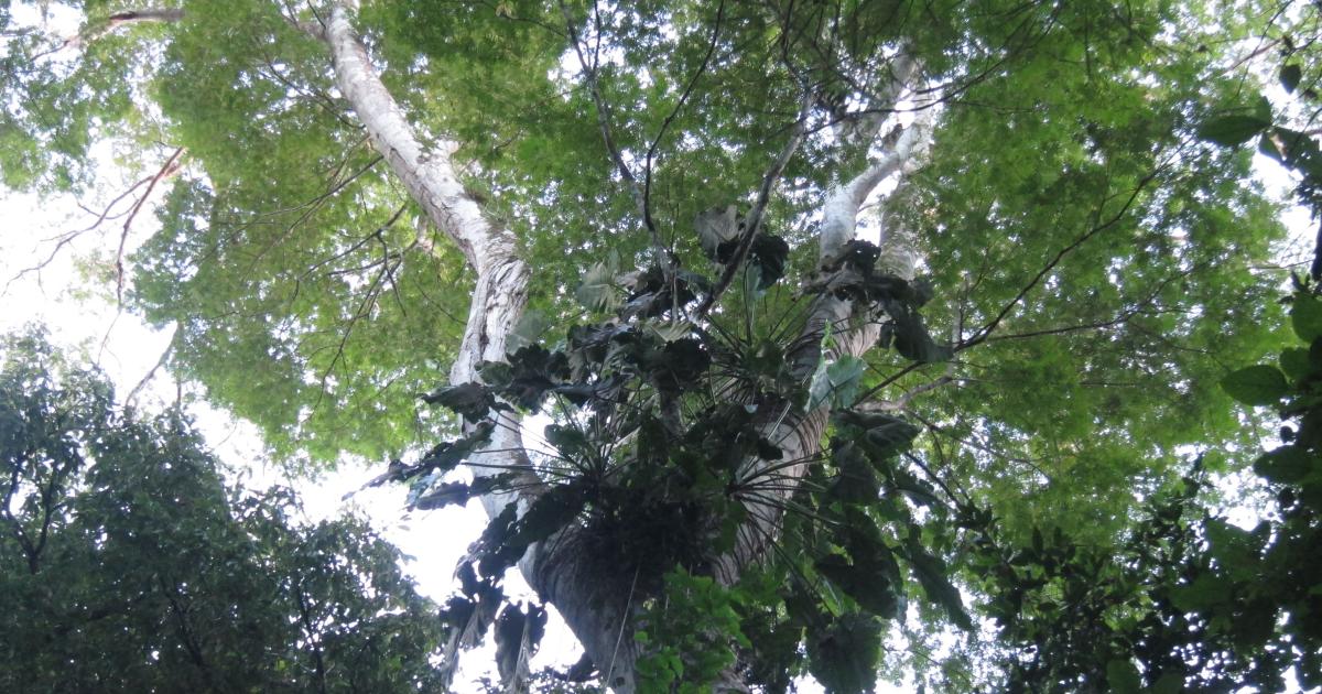 Trees for Development | University of Helsinki