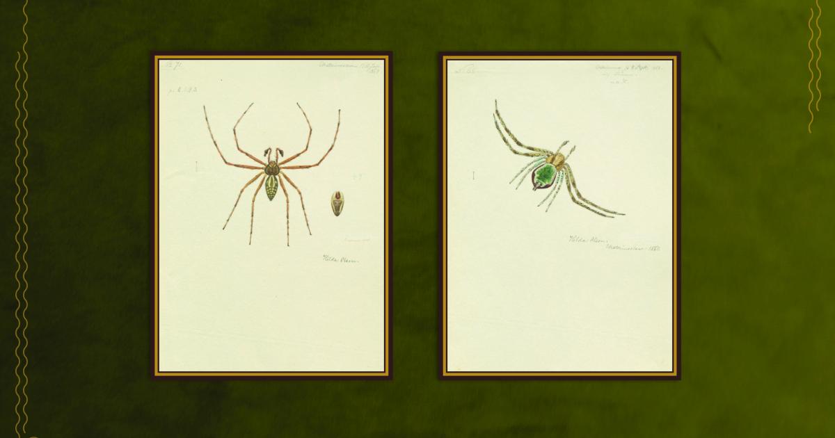 Hildan hämähäkit -näyttely kutoo yhteen tieteen ja taiteen ...