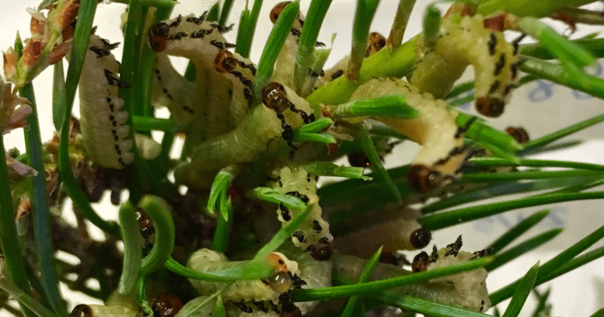 Insect Ecology and Adaptation | Evolution, Sociality & Behaviour ...