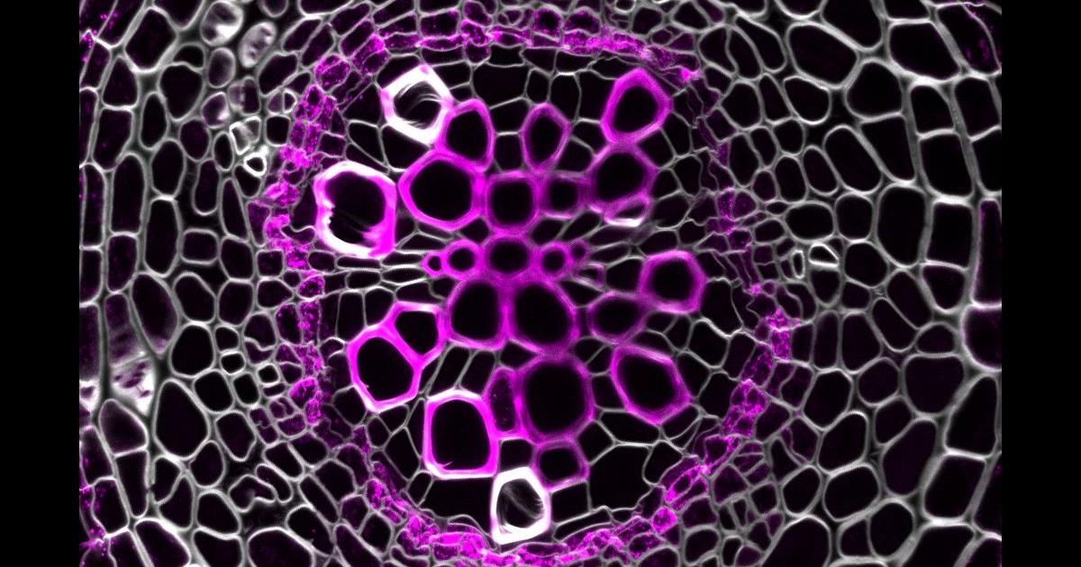 Understanding how plants regenerate vascular stem cells after injury ...