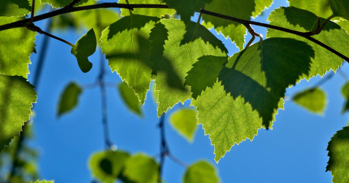 Trees awaken to spring at their own pace, even within the same species ...