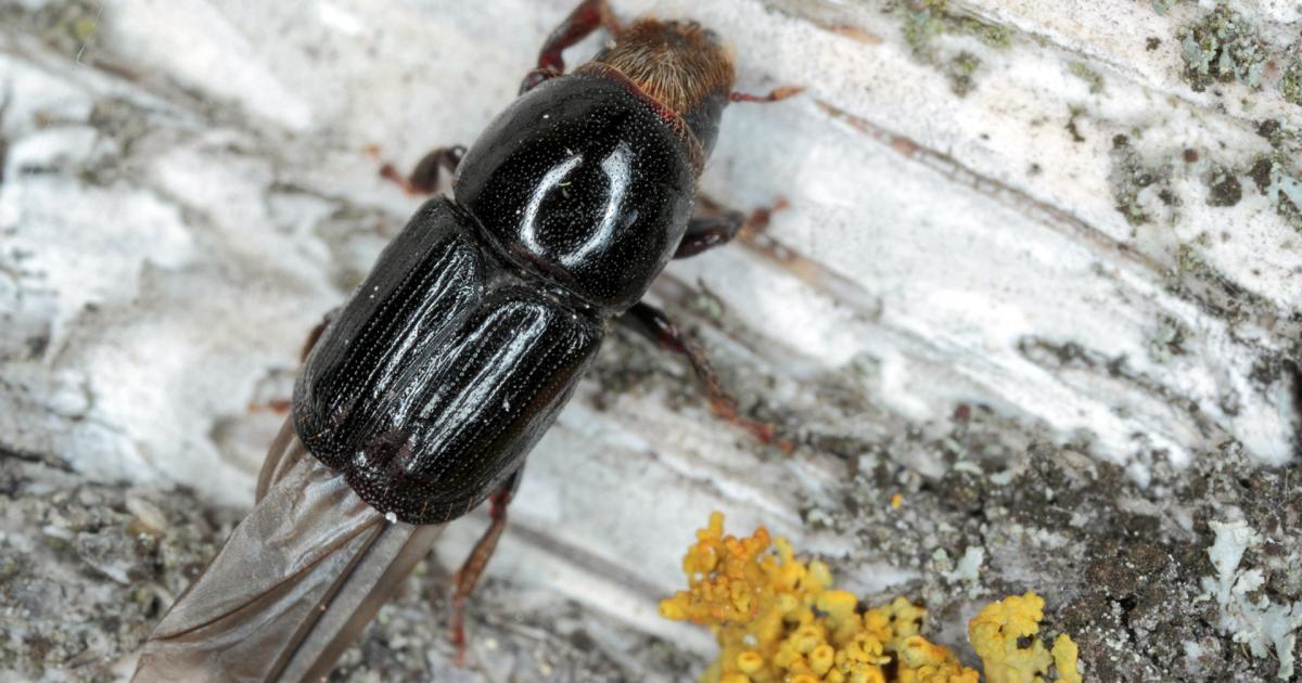 Funded by LBAYS: Beavers and beetles - How a wetland species influences ...