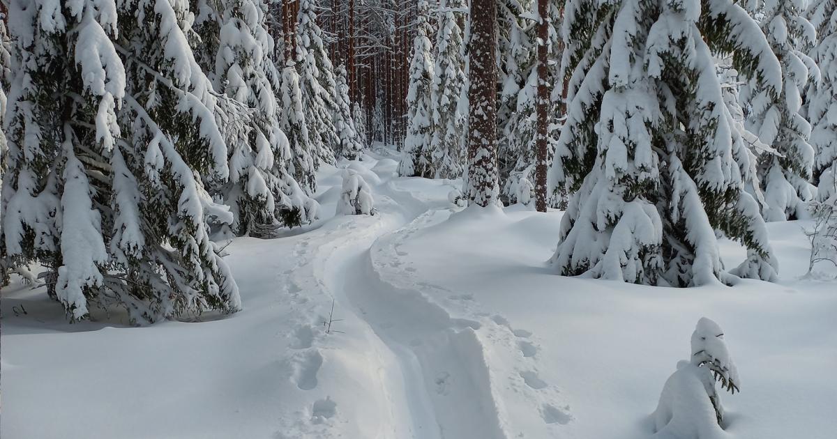 Talviloma | Lammin biologinen asema | Helsingin yliopisto