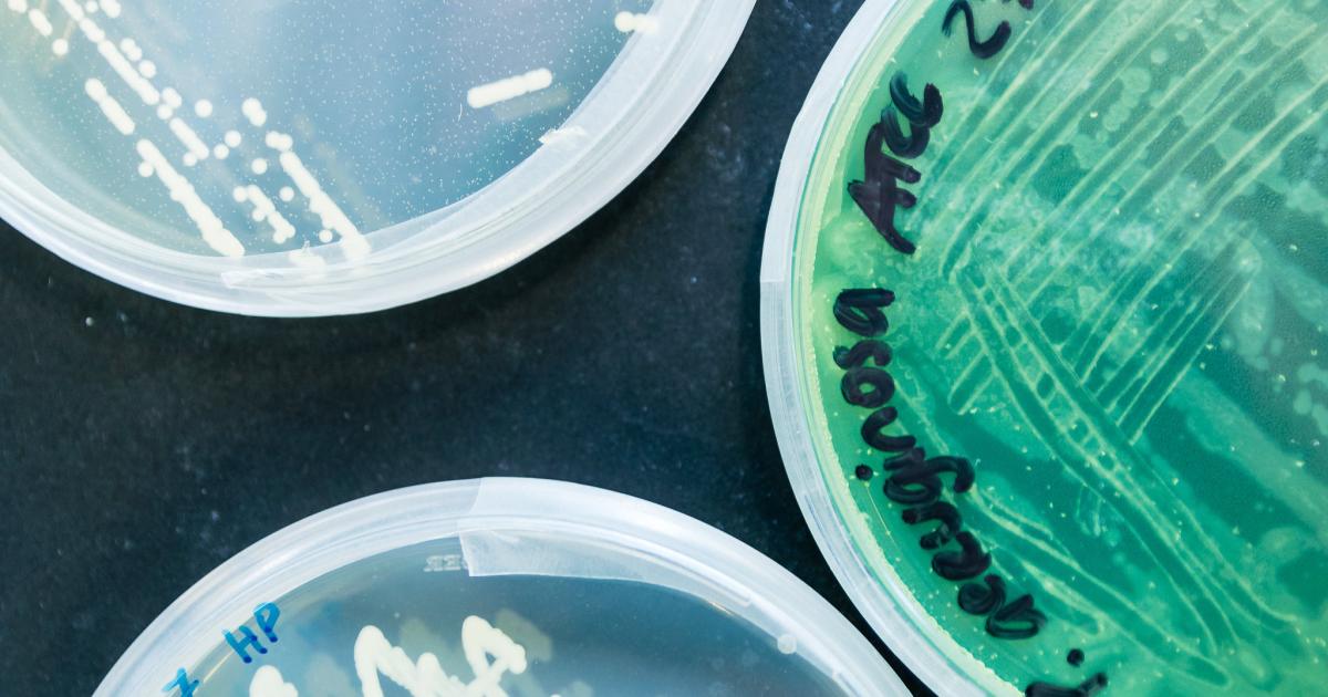 Projects | Bioactivity Screening | University of Helsinki