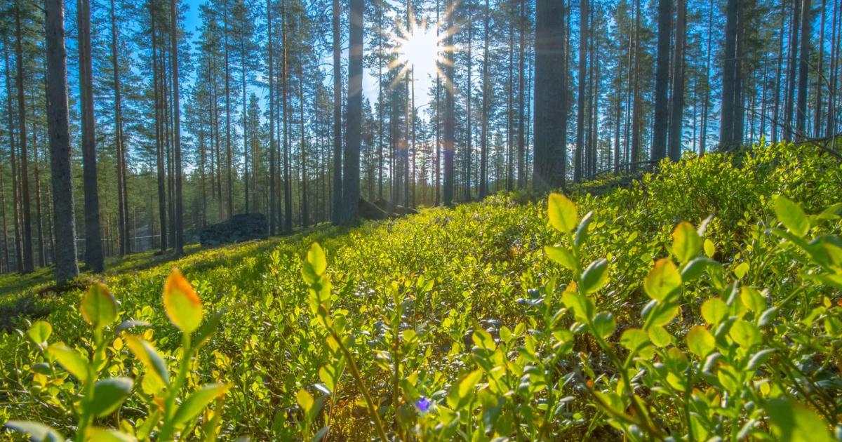 Increasingly sustainable commercial forestry and wood-based materials ...