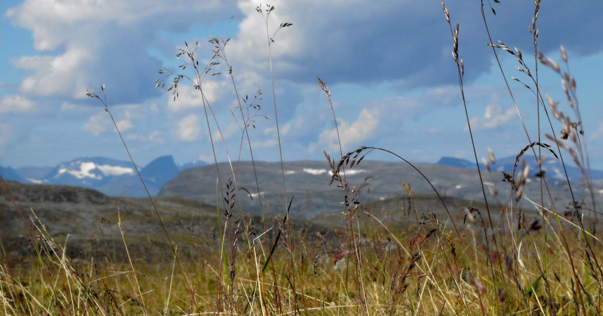 Northern Biodiversity and Ecosystem Functioning | University of Helsinki
