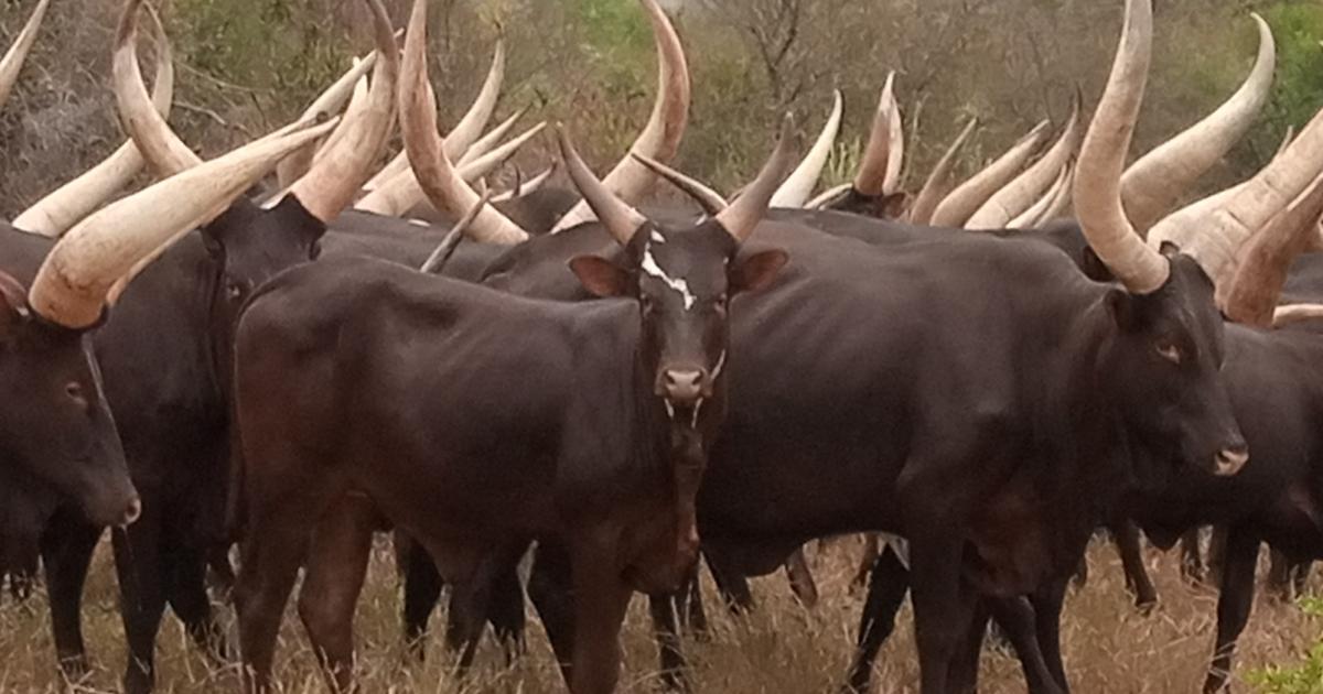 Genetic diversity and selection signature analysis of five native ...