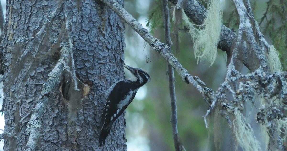 Monitoring and birds as indicators of environmental change | Helsinki ...