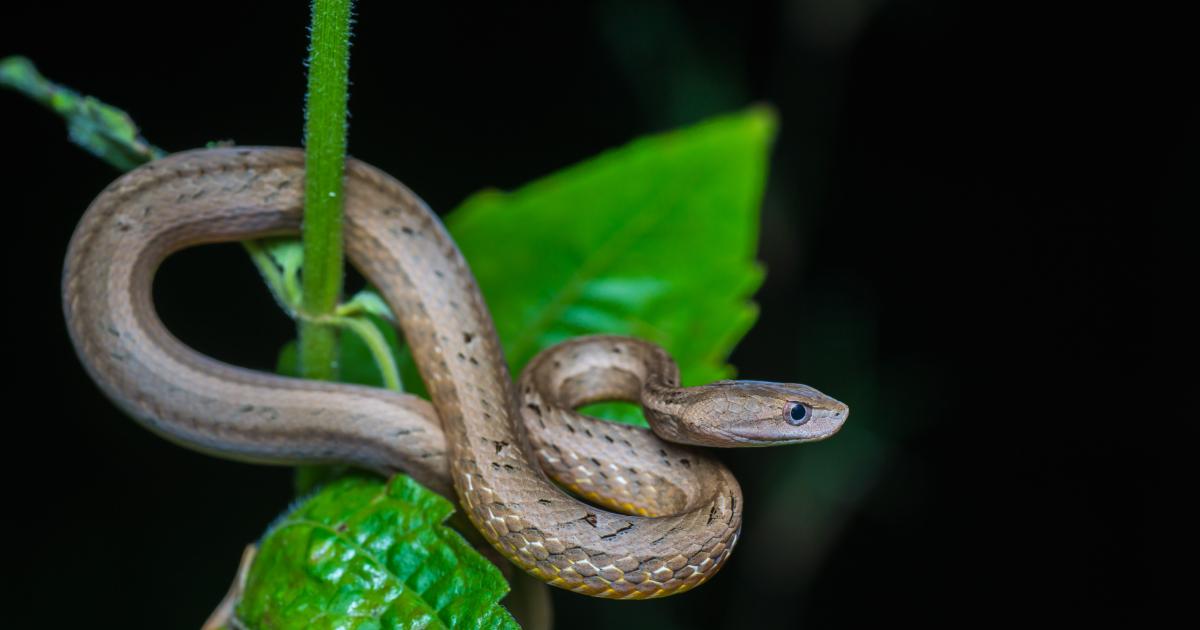 Viper-mimicking snake from Asia is a unique branch in the reptile ...