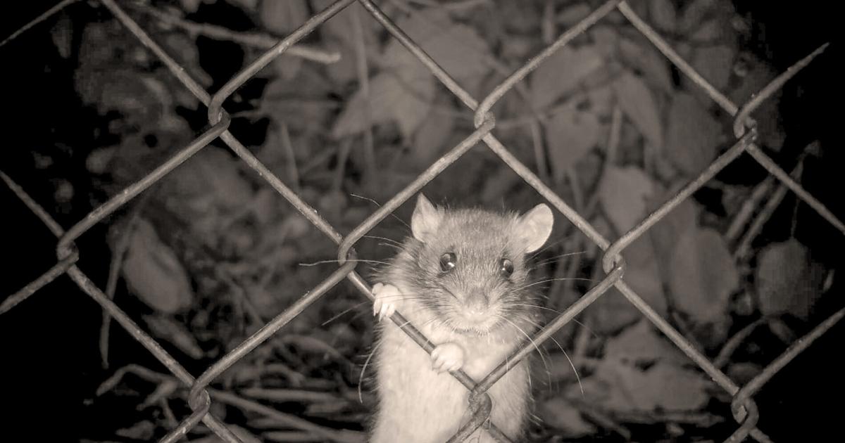 When a human and rat meet, it really affects | Urban Rats | University ...