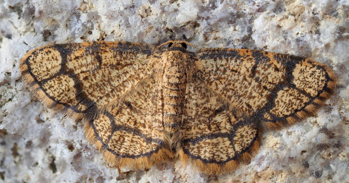 Biodiversity, Systematics and Evolution of Insects | University of Helsinki