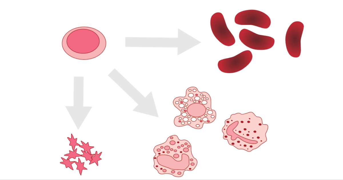 Tissue stem cells | Stem Cell Portal | University of Helsinki