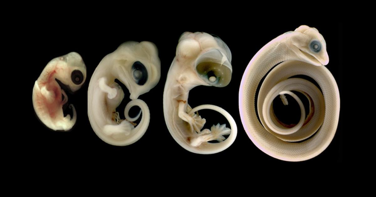 Vertebrate Evolution, Development and Regeneration | University of Helsinki