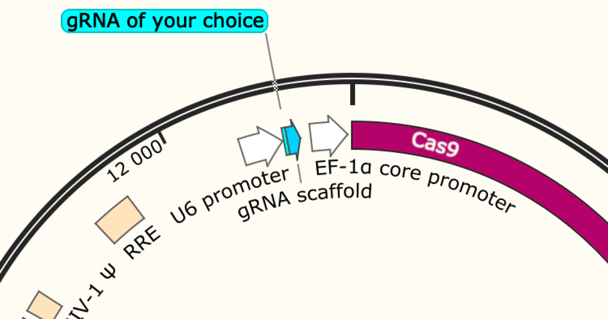 Single and double custom guide cloning | Genome Biology Unit | University of Helsinki