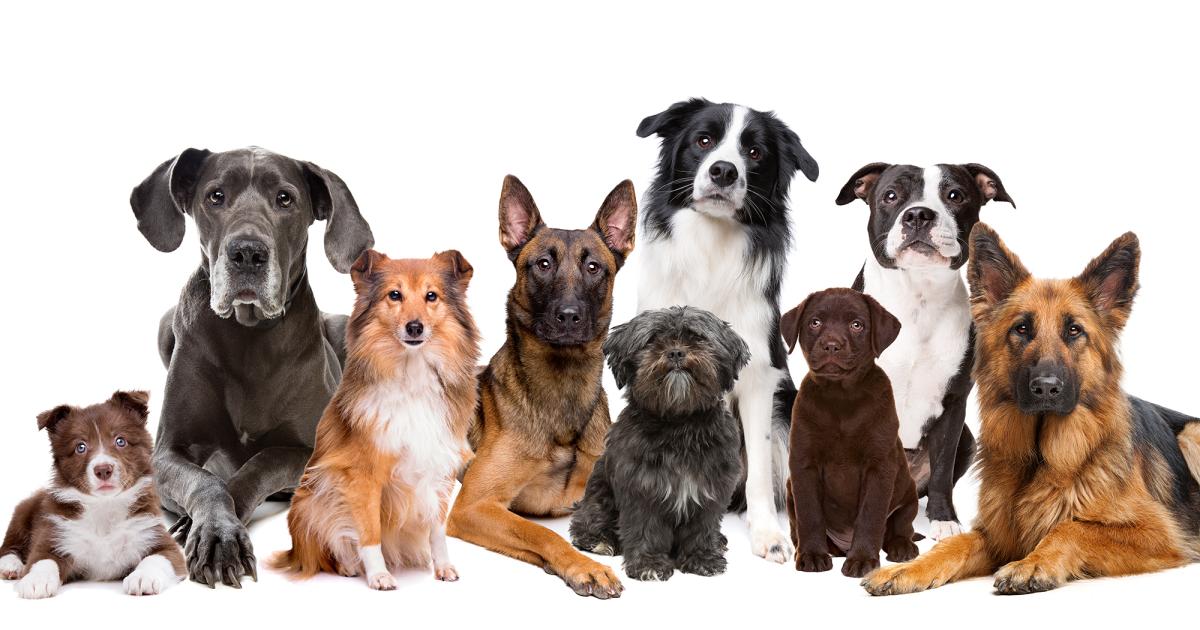 Dog breeds differ from each other in their cognitive traits ...