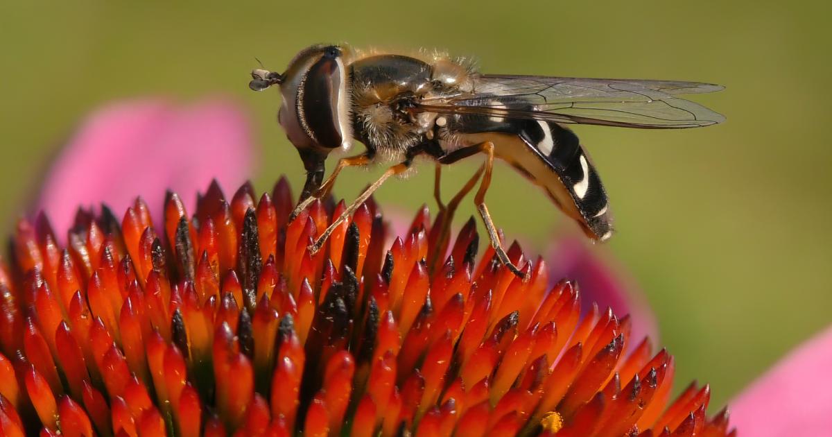 European hoverfly species information to be gathered in EU funded ...