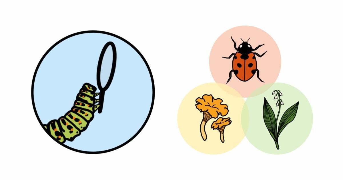 Onnistutko havaitsemaan 100 lajia vuonna 2025? | Luonnontieteellinen ...