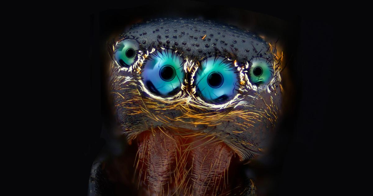 Spider portraits – Look into their eyes! | Finnish Museum of Natural ... Spider portraits – Look into their eyes! | Finnish Museum of Natural ...