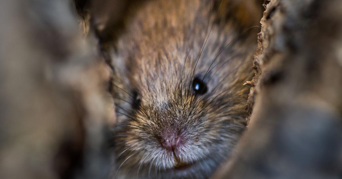 Why humans get infected with rodent-borne diseases | University of Helsinki