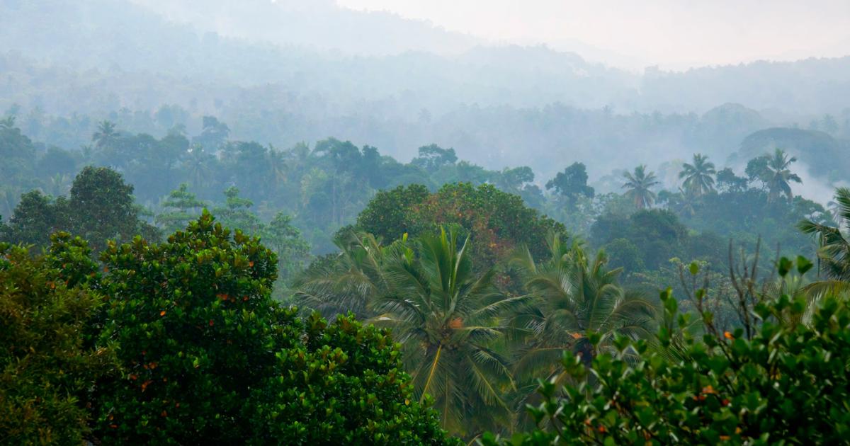 Forest fragmentation is changing the shape of Amazonian trees ...