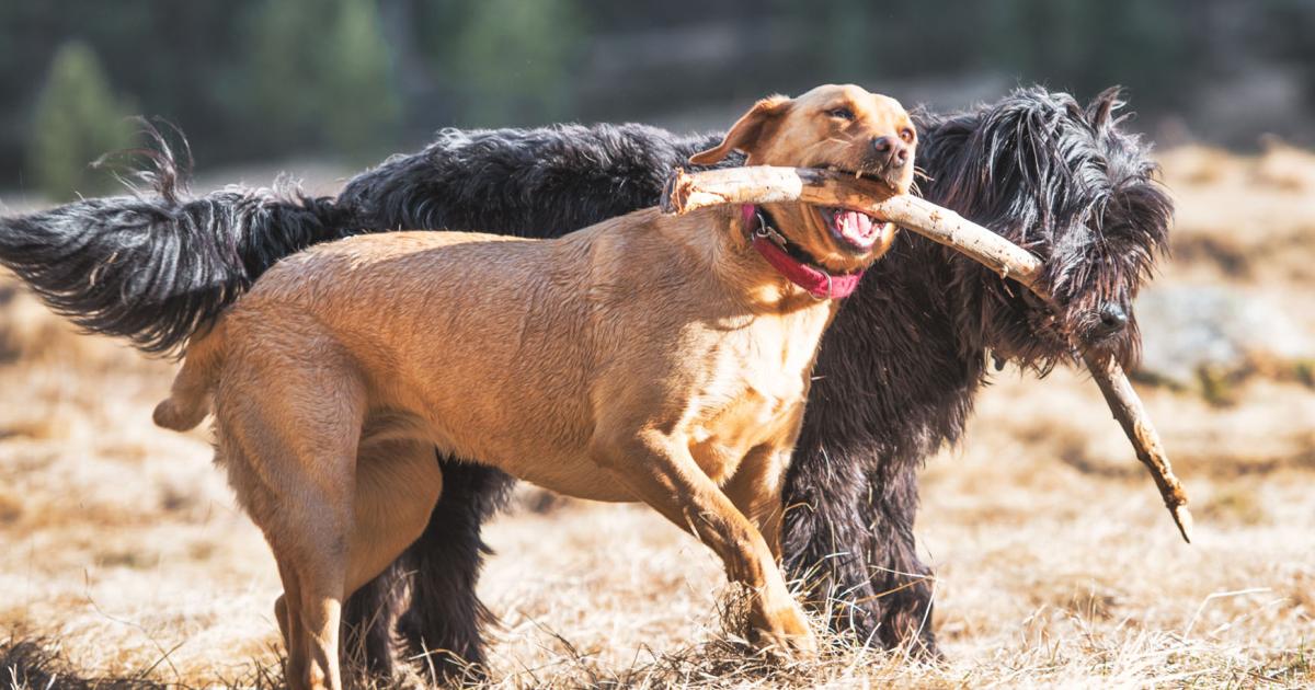 Dogs with epilepsy have altered levels of trace elements and heavy ...