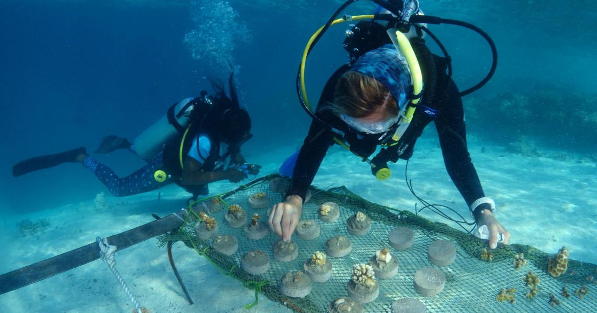 Restoration Alone Cannot Save Coral Reefs from Climate Change | Global ...